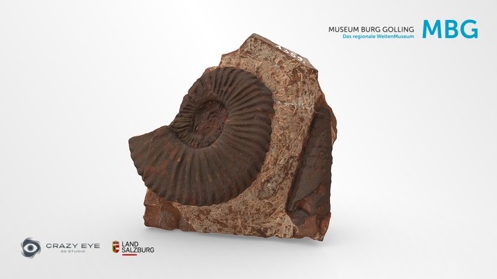 Ammonites 3D models - Sketchfab