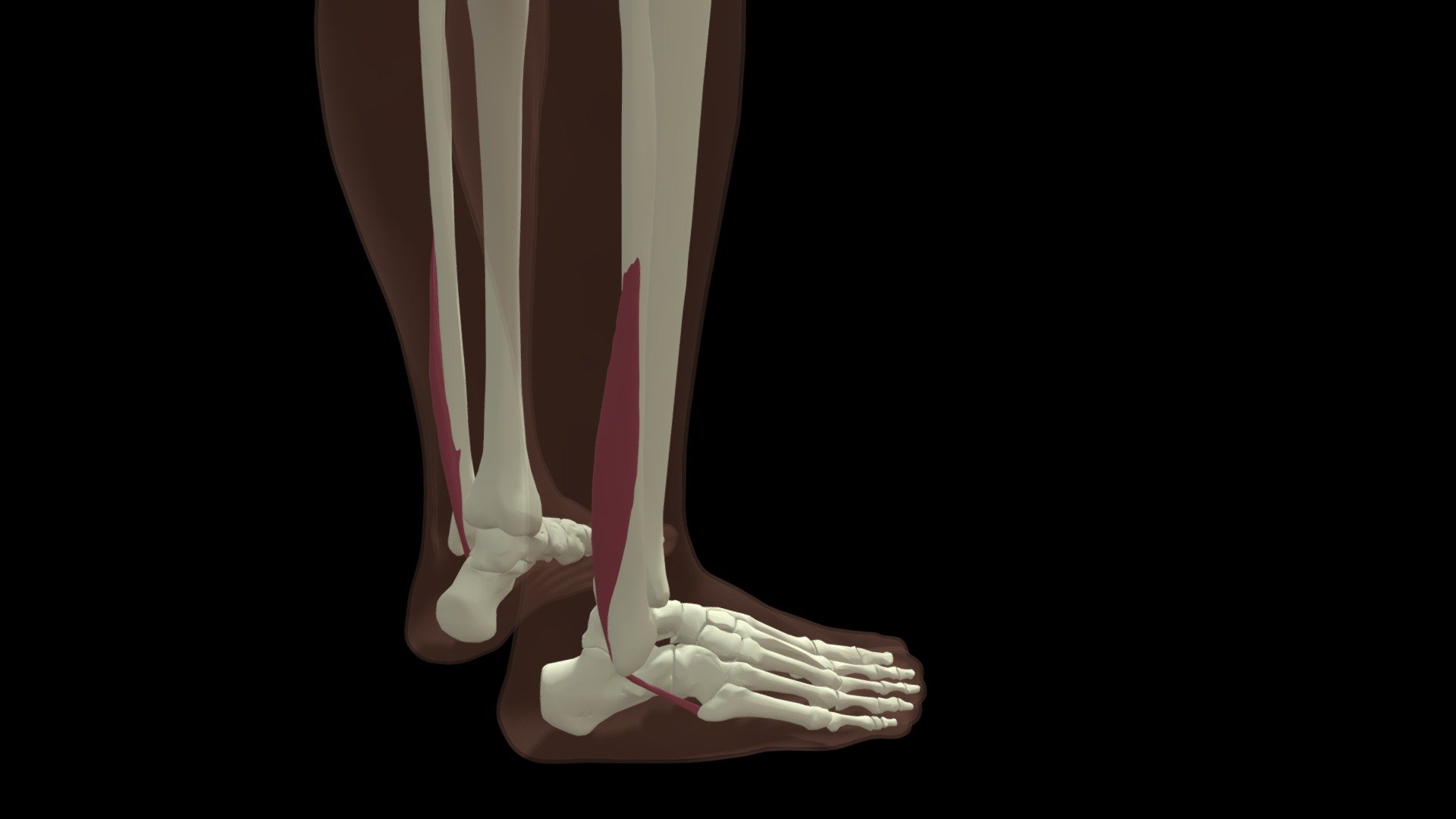Fibularis Brevis - Download Free 3D model by Anatomary [b16762a ...