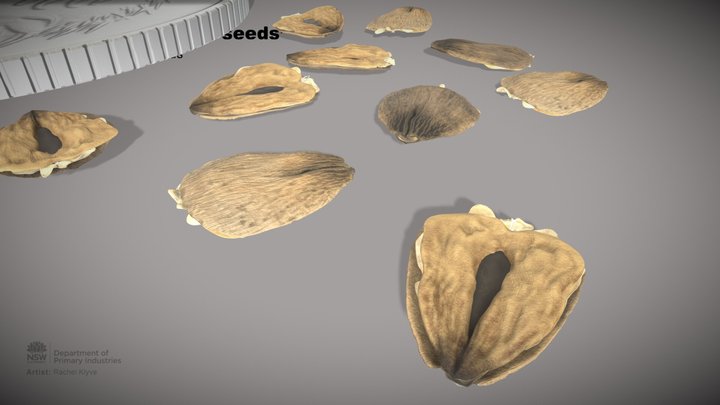 Parthenium 3D models - Sketchfab