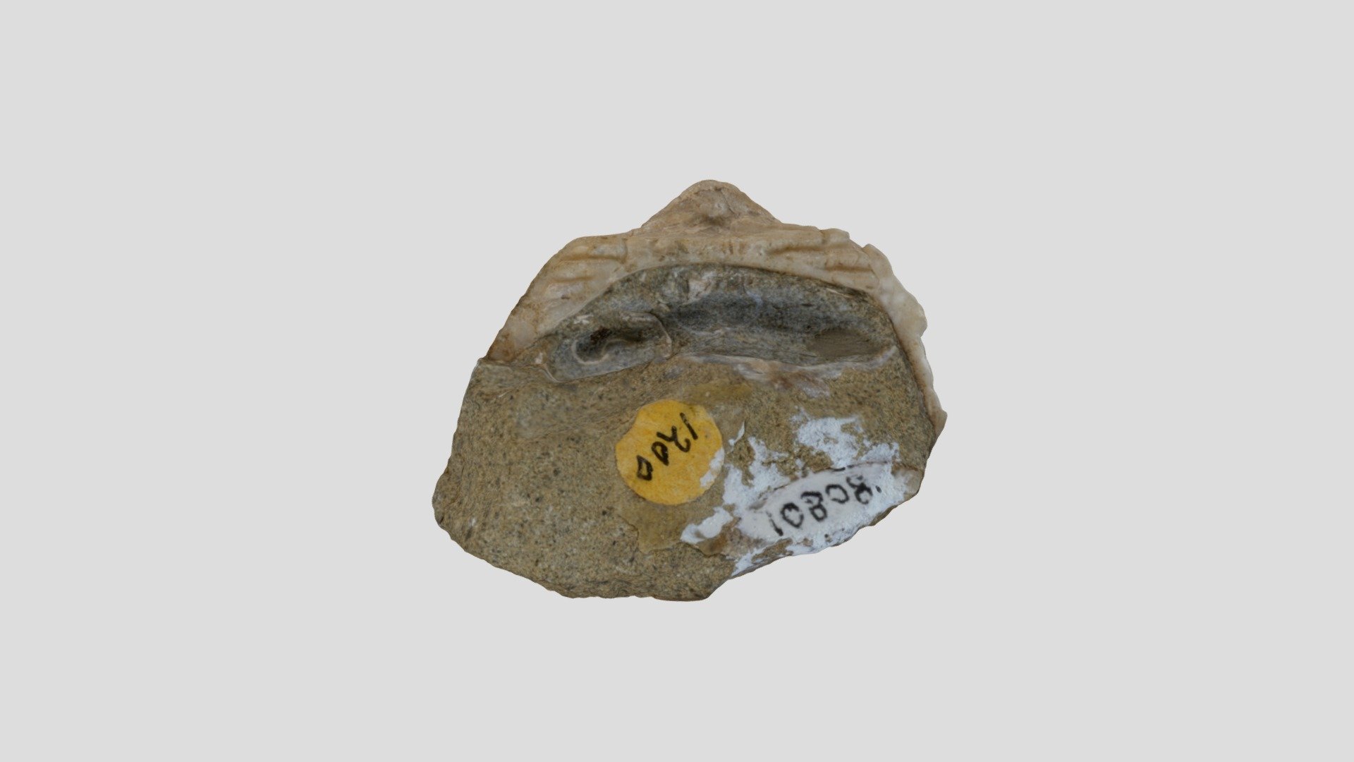 LACMIP 10808.24 Cucullaea (Idonearca) gravida - Download Free 3D model ...