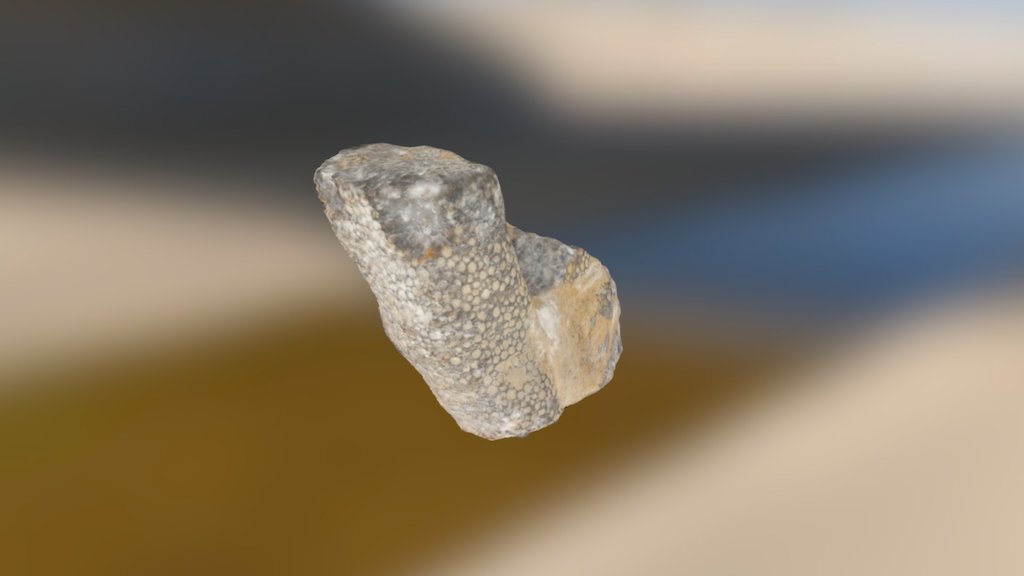 Fossil - 3D model by rlboyce0 [b16cbb4] - Sketchfab
