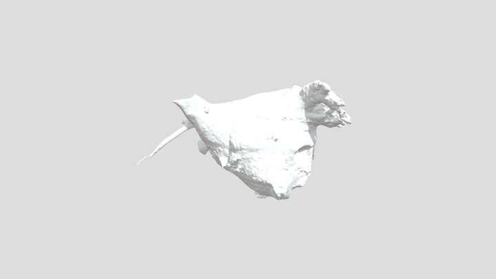 Left_atrium 3D models - Sketchfab