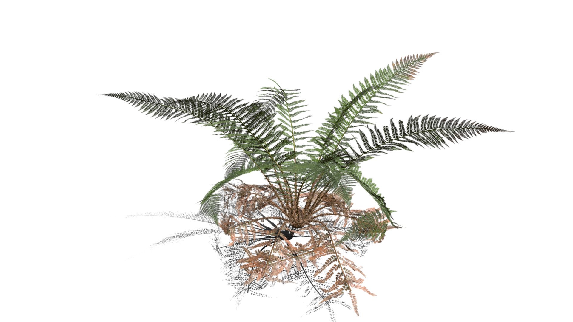 Realistic HD Male fern (13/50) - Download Free 3D model by PlantCatalog ...