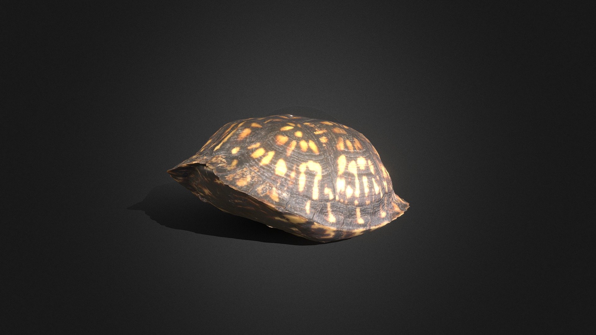 Photogrammetry Turtle Shell - High Poly - Download Free 3D model by ...