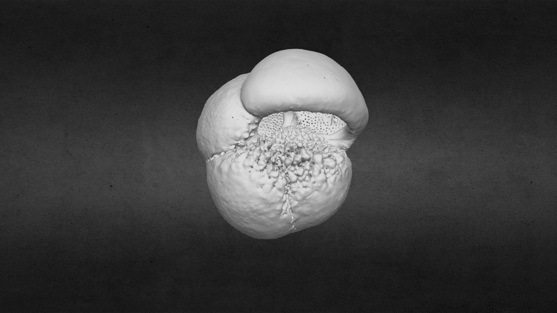 Globorotalia inflata - 3D model by Micropal@MARUM (@msiccha) [b182330 ...