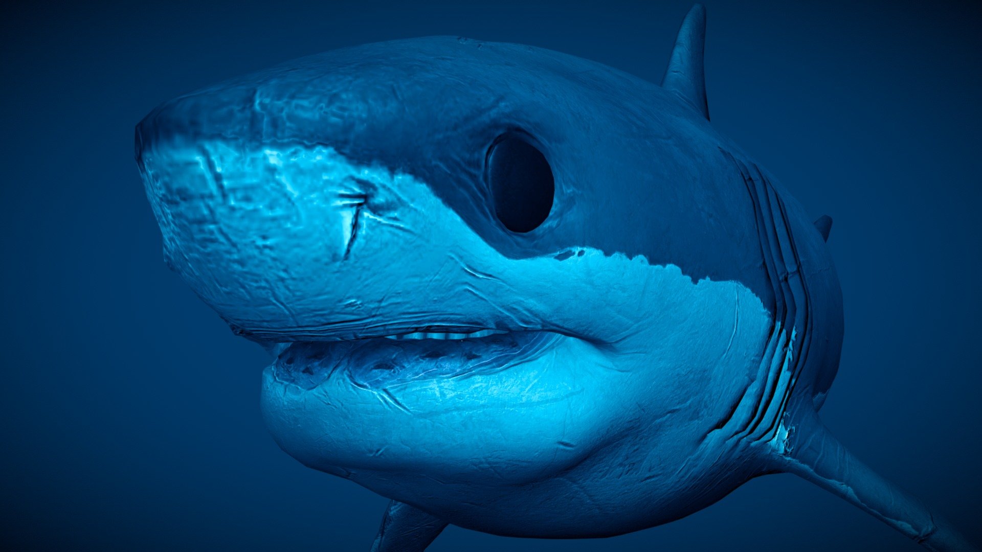 Pelagic Thresher Shark - Download Free 3D model by Sealife Fan 3 ...