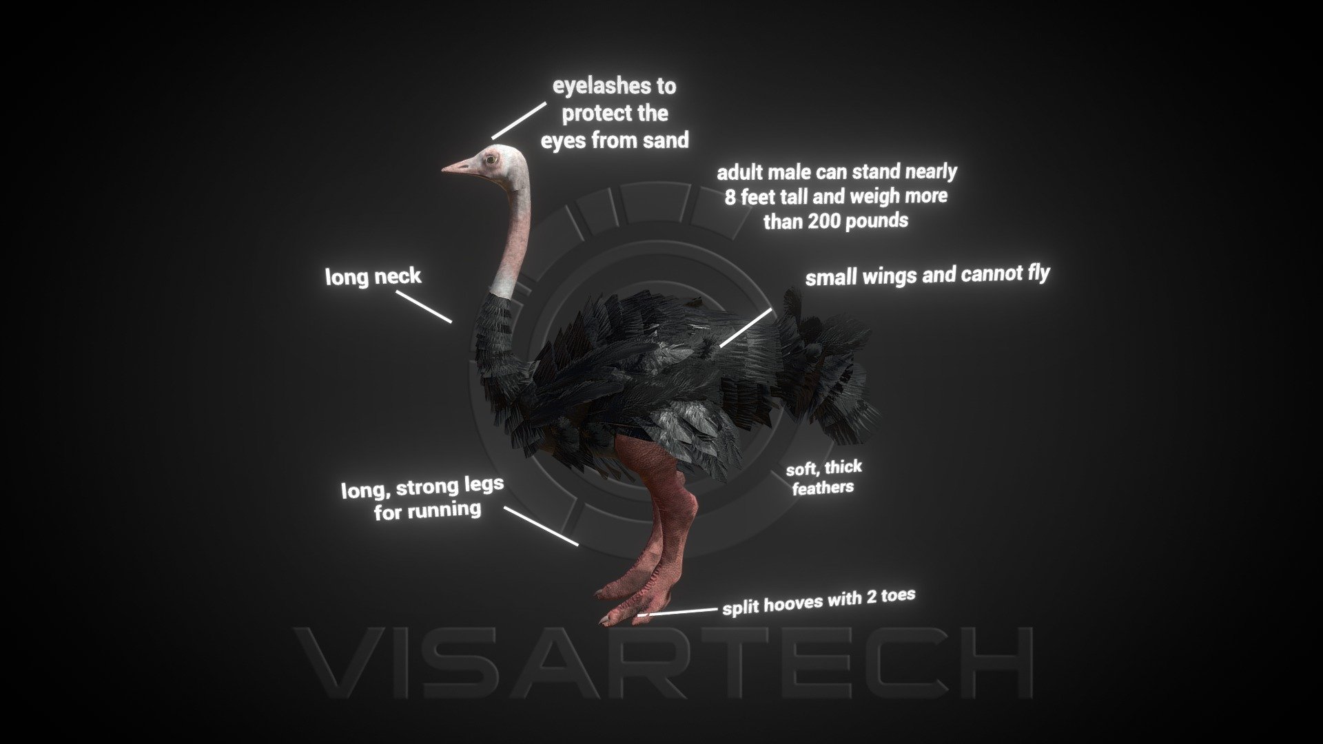 Ostrich - 3D model by Visartech [b19602e] - Sketchfab