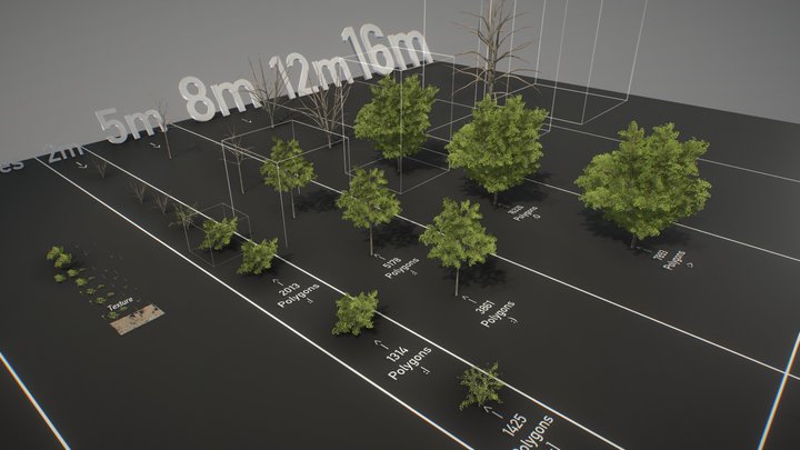 Hazelnut 3D models - Sketchfab