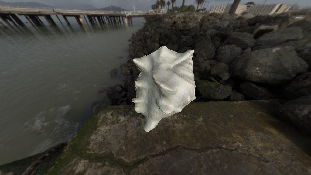 Shell - Download Free 3D model by lucyandia [b19b273] - Sketchfab