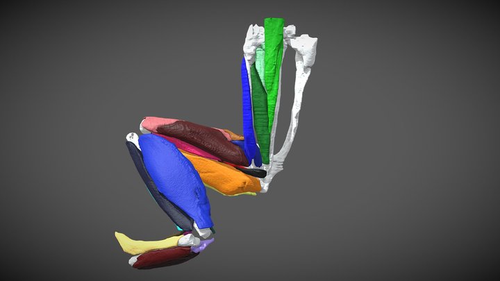 Musculoskeletal 3D models - Sketchfab