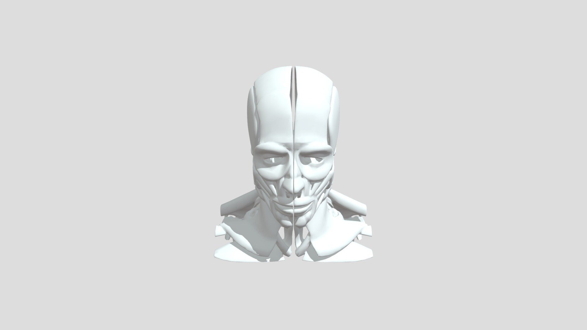 Head Muscle - Download Free 3D model by 3D MODELS (@3dworldz) [b1a6f70 ...