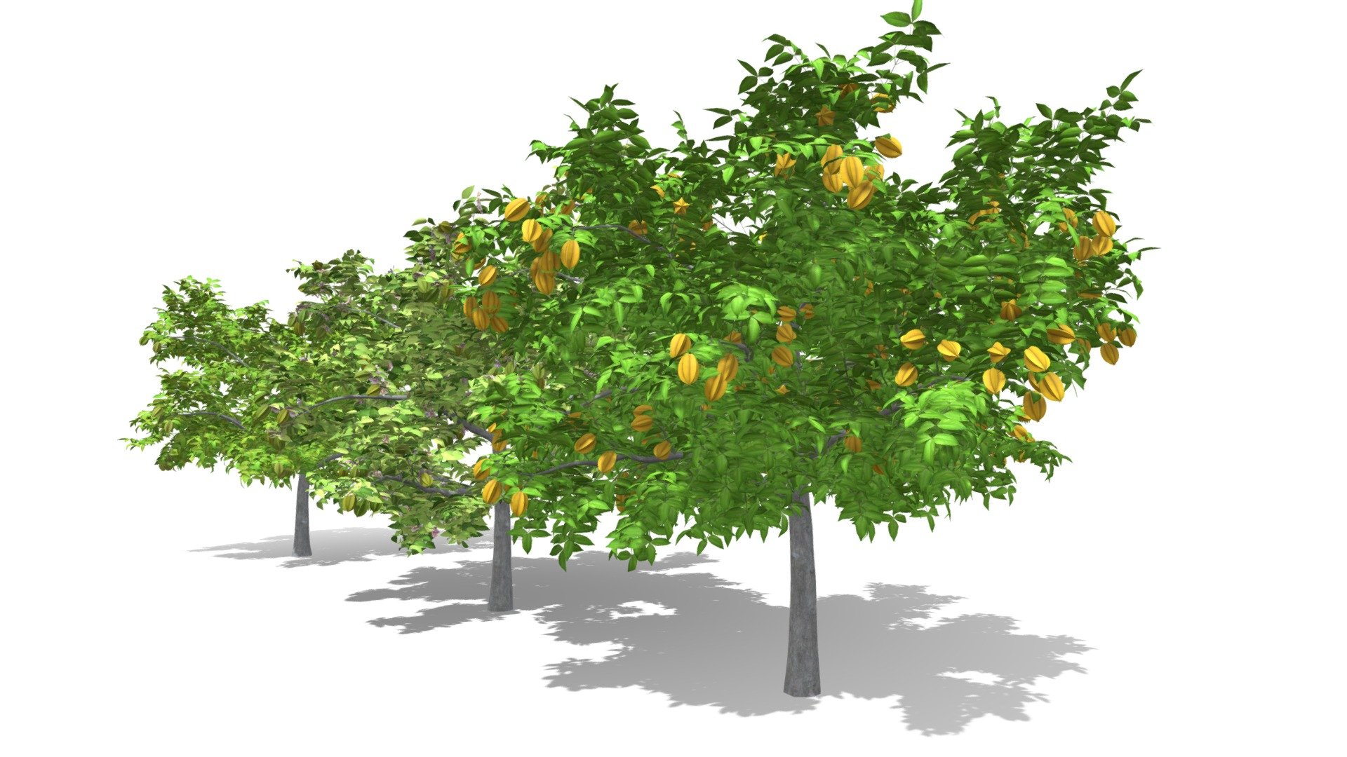 Realistic Starfruit Tree Model - Buy Royalty Free 3D model by hkhalif ...