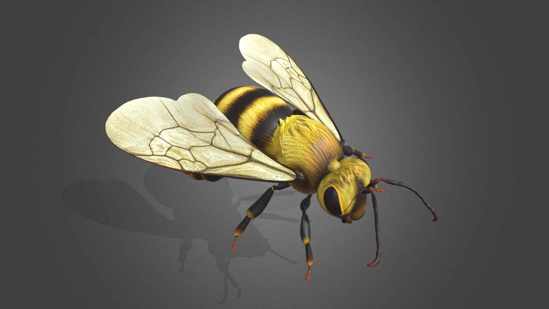 Detailed Honey Bee Animated with Texture - 3D model by Ali 3D ...