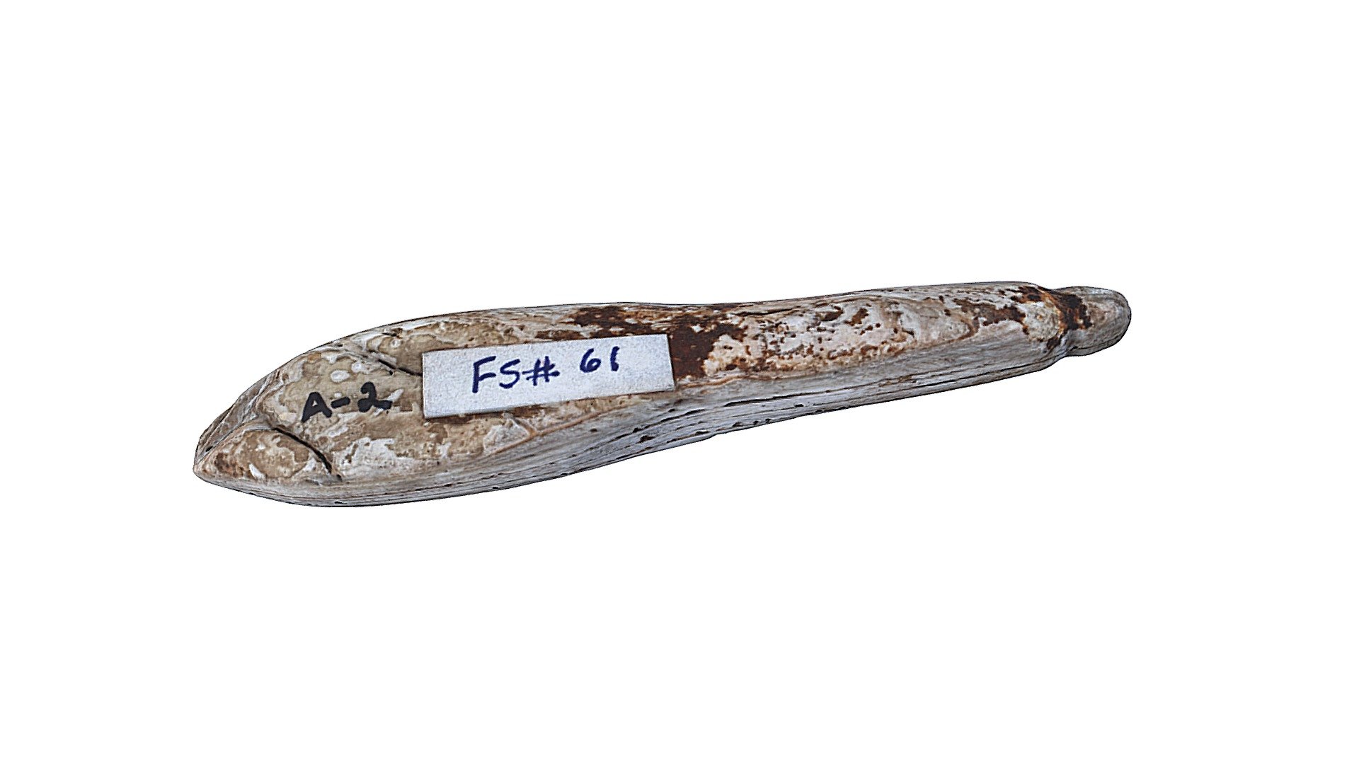 Shell Sinker or Plummet - 3D model by University of South Florida ...
