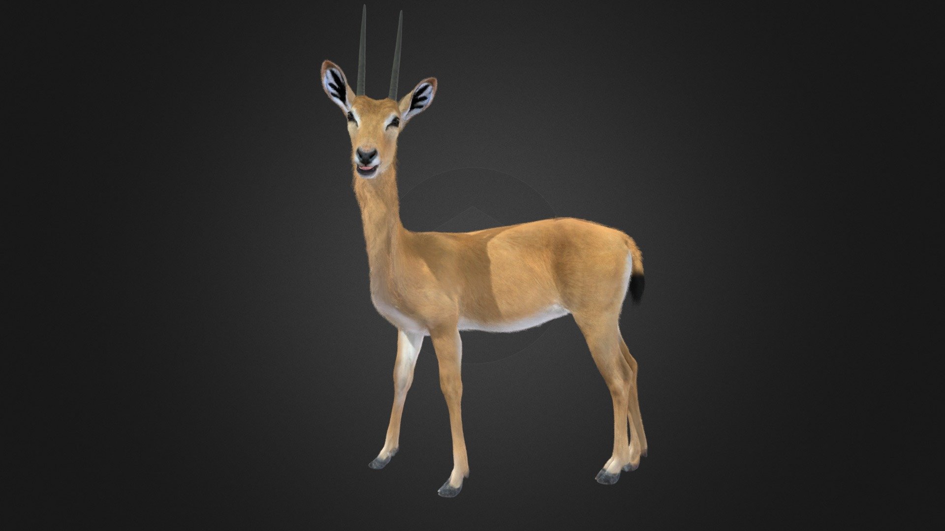 Oribi Realistic Animated - 3D model by Kiwi (@kiwi.cg6868) [b1b523b ...