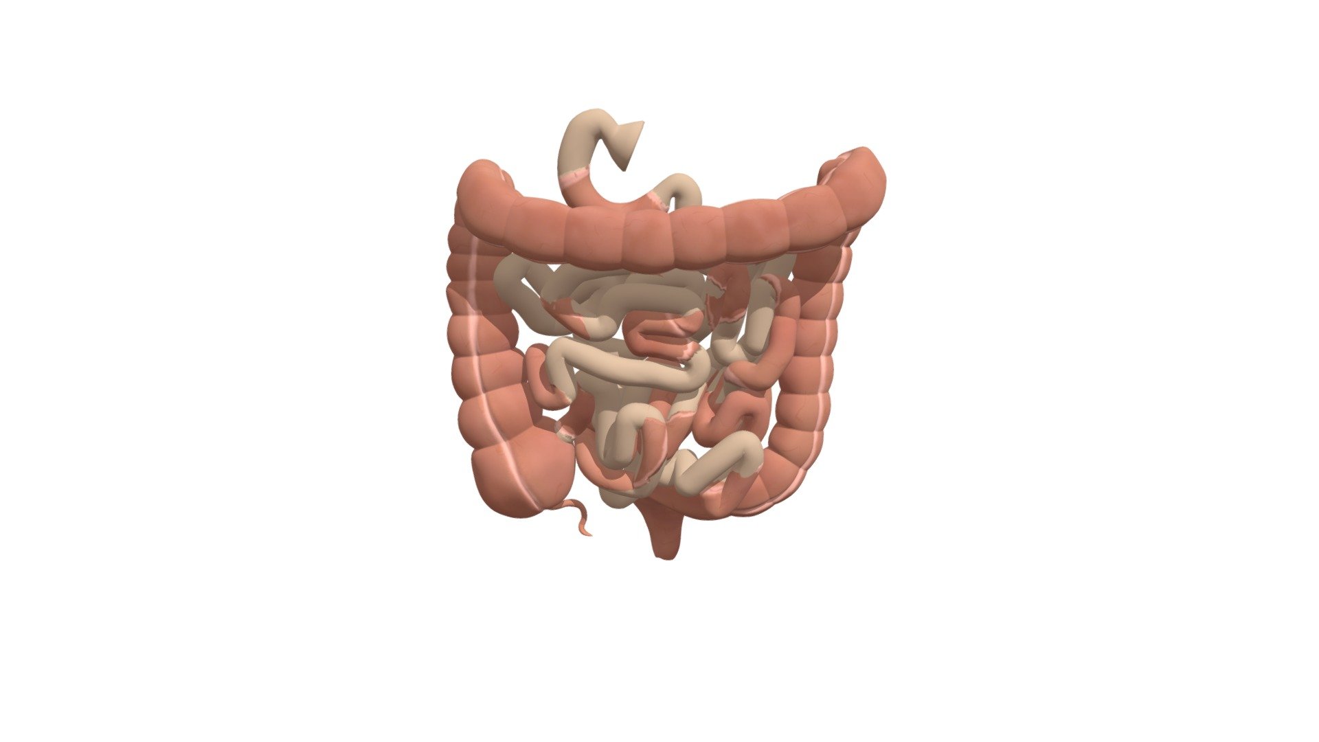 Small-and-large-intestine - 3D model by charlesgunashekar [b1ba5f6 ...