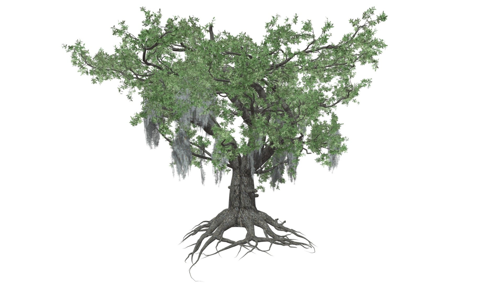 Live Oak Tree #03 - Buy Royalty Free 3D model by meshshape [b1beb33 ...