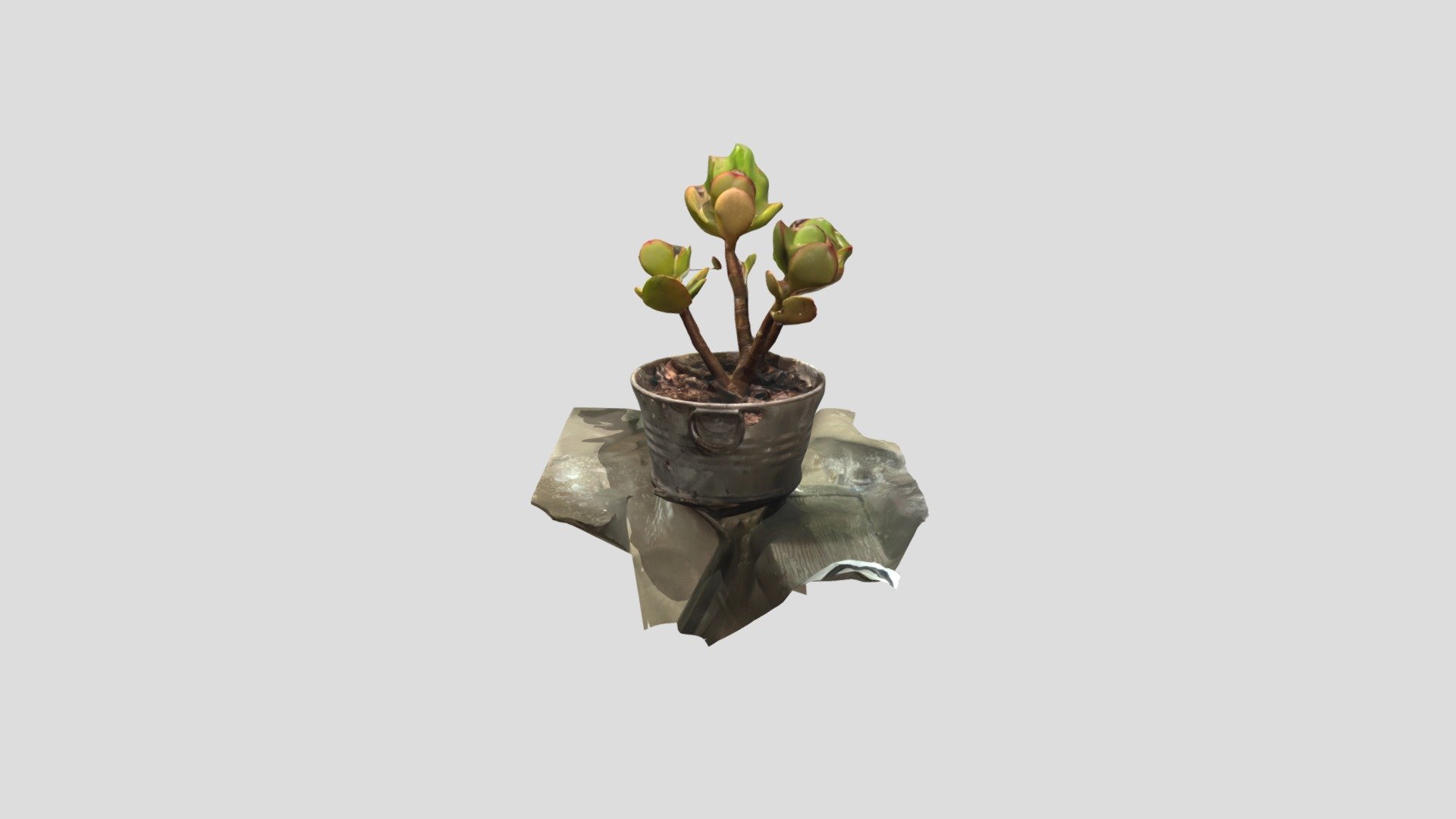 Succulent - Download Free 3D model by vprat1 [b1c56a8] - Sketchfab