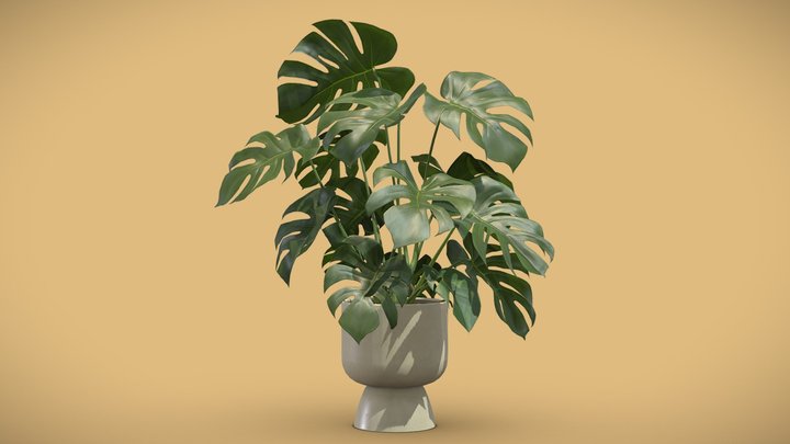Monstera 3D models - Sketchfab