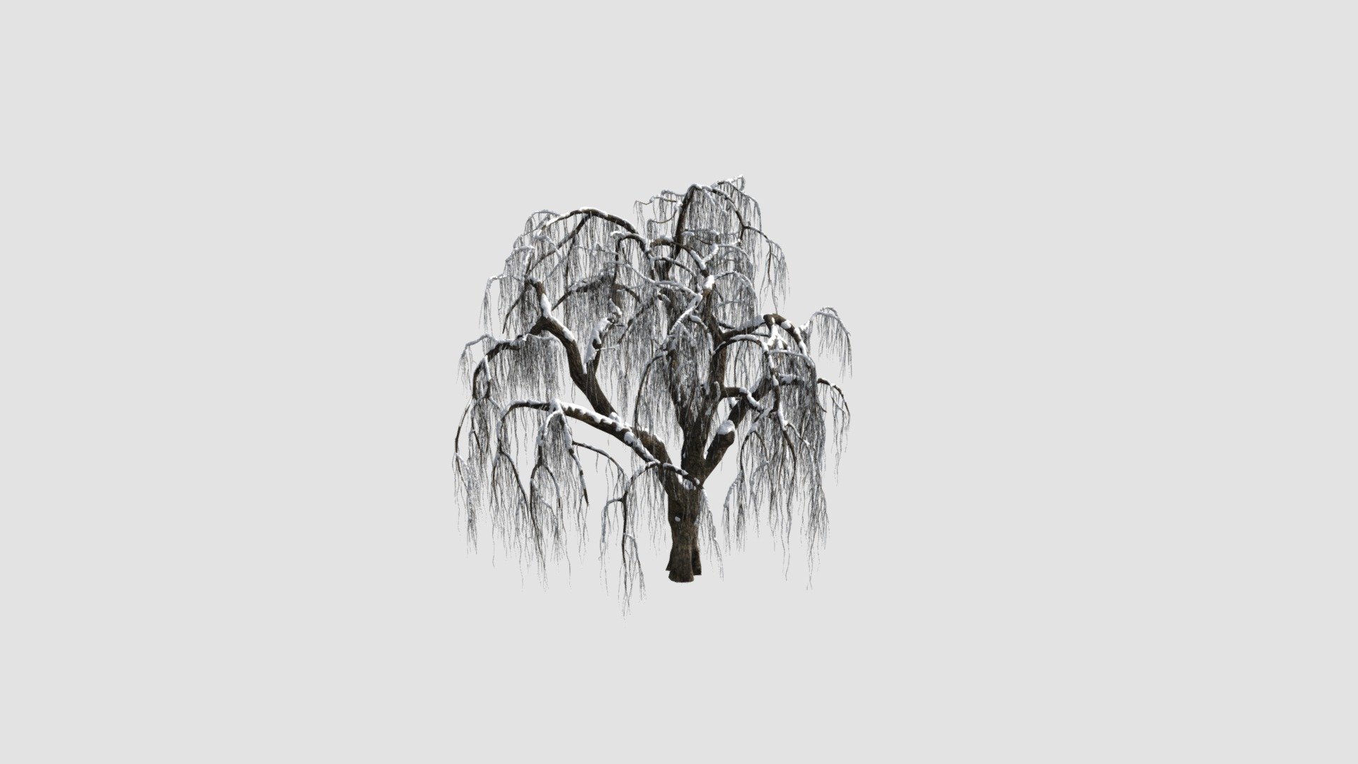 weeping willow tree - Buy Royalty Free 3D model by Evermotion [b1cb34b ...