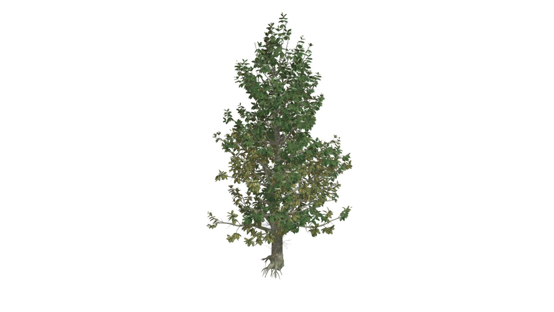 Southern Magnolia Tree #09 - Buy Royalty Free 3D model by meshshape ...