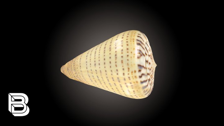 Cone-snail 3D models - Sketchfab