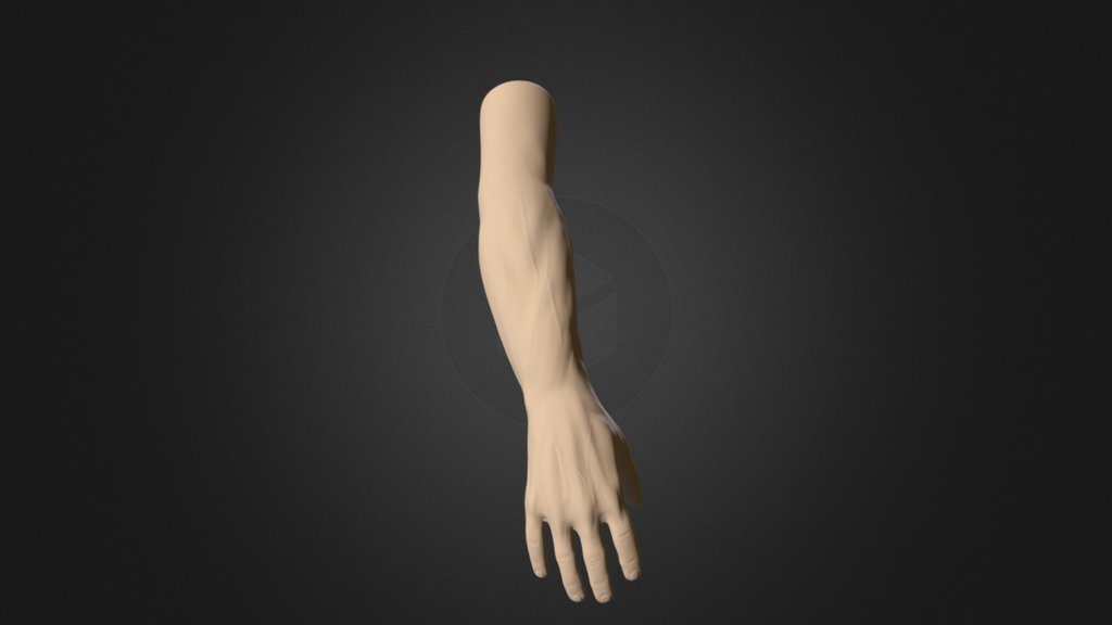 Forearm and Hand Sculpt - 3D model by Andrew (@askilton) [b1e0eb4 ...