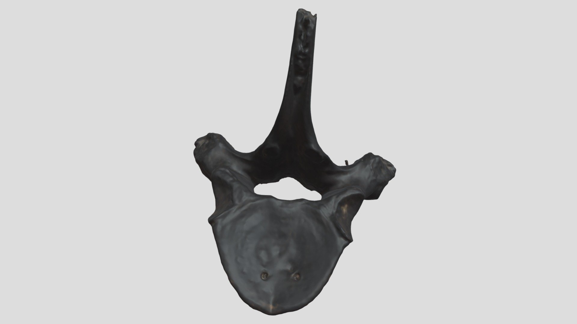 Mastodon Vertebra (VCU_3D_5005) - Download Free 3D model by Virtual ...
