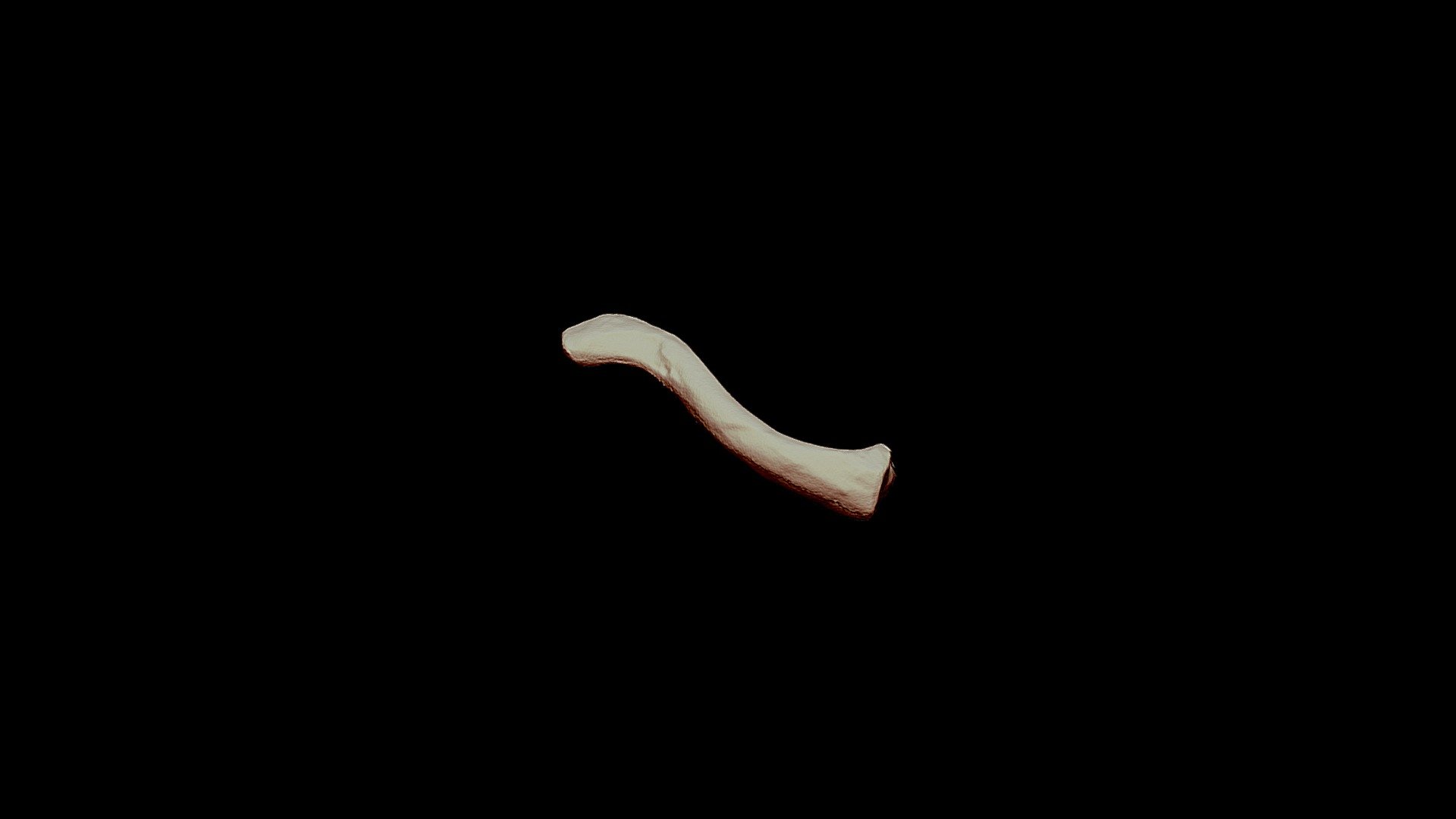 clavicle - 3D model by tkanan [b1ed085] - Sketchfab