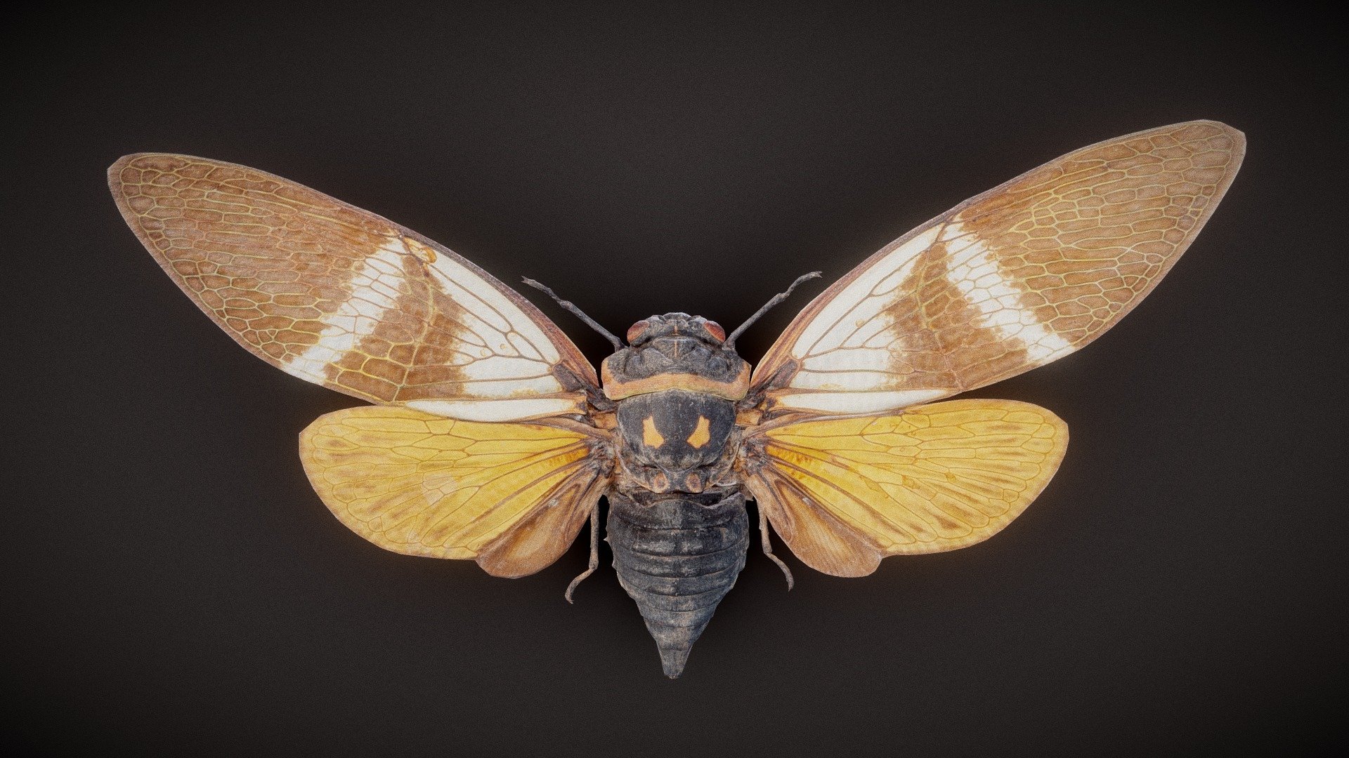 Cicada 11 - Buy Royalty Free 3D model by Polygonal Miniatures ...