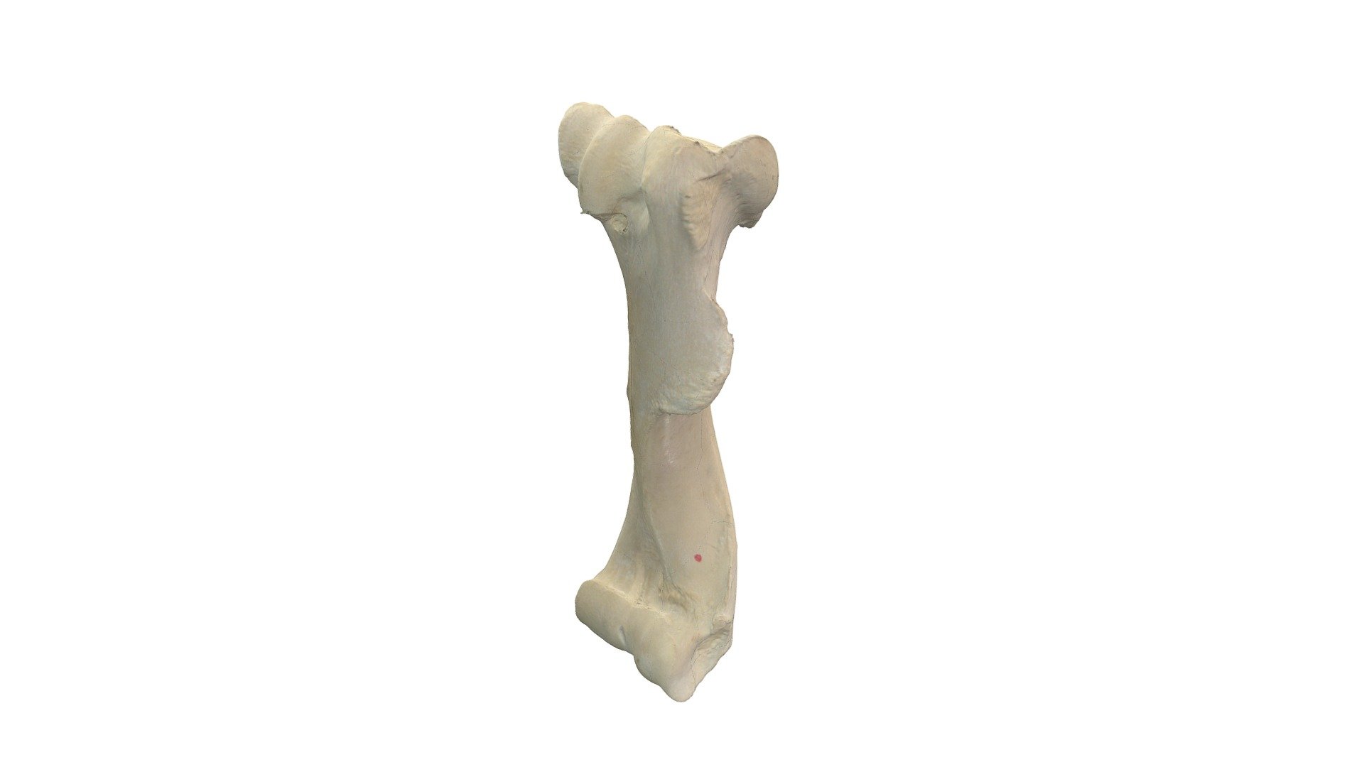 Humerus (left), horse - 3D model by Vetanat.UZH [b1f4a54] - Sketchfab
