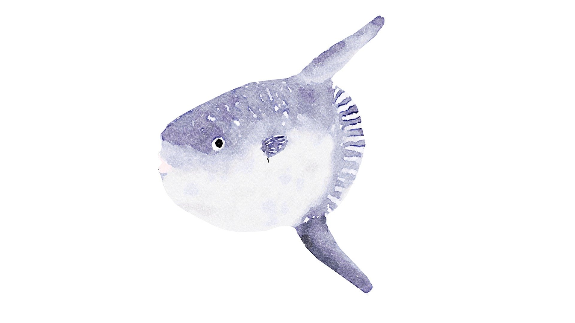 Sunfish Illustration - 3D model by josluat91 [b1f856f] - Sketchfab