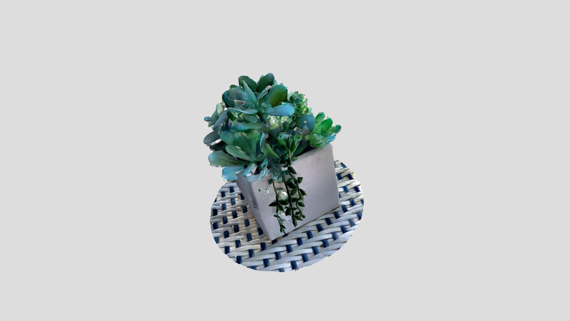 succulent - 3D model by nataliefhayes [b1fa4a0] - Sketchfab