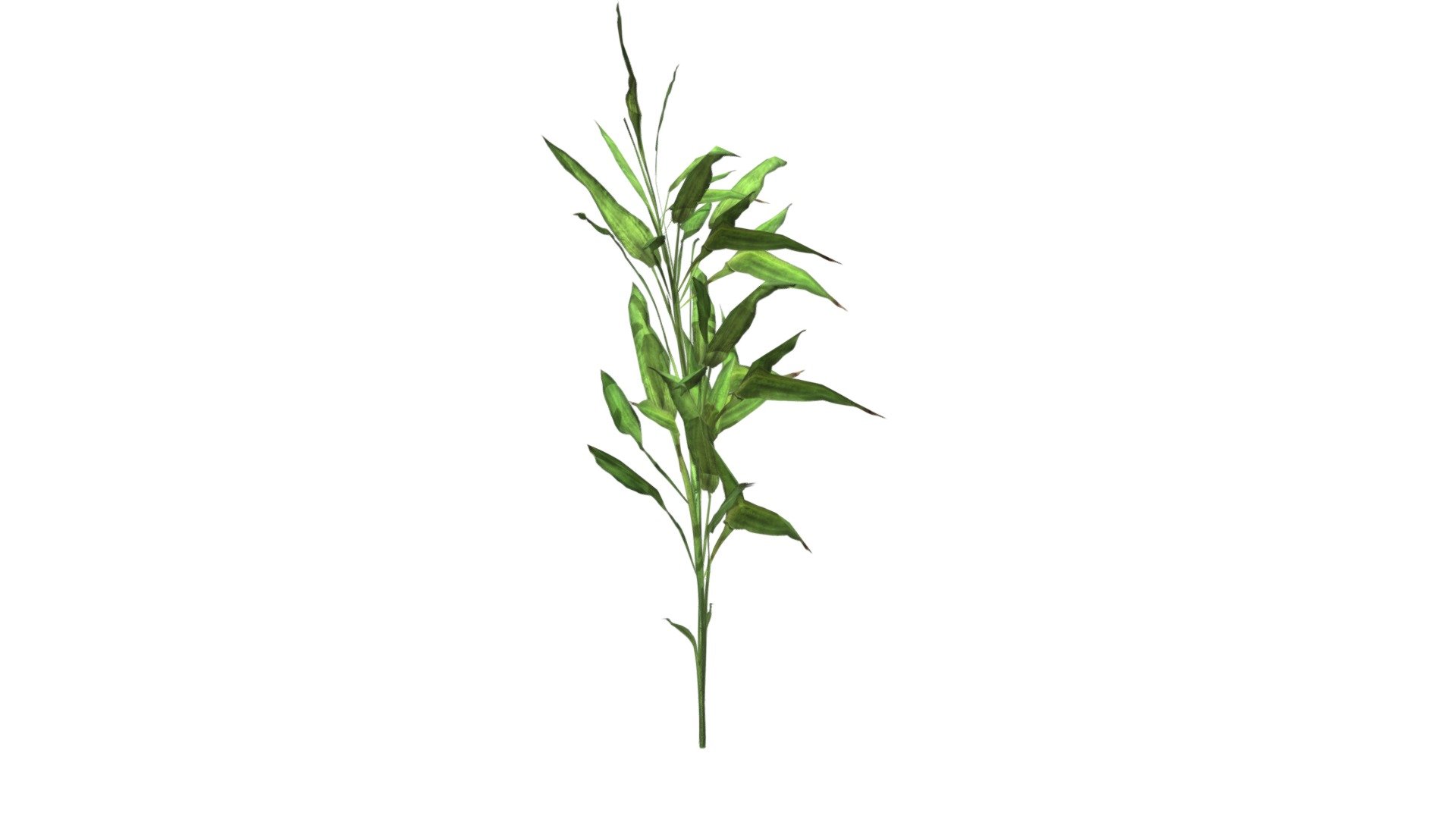 Switch Cane Plant #03 - Buy Royalty Free 3D model by meshshape [b1ff837 ...