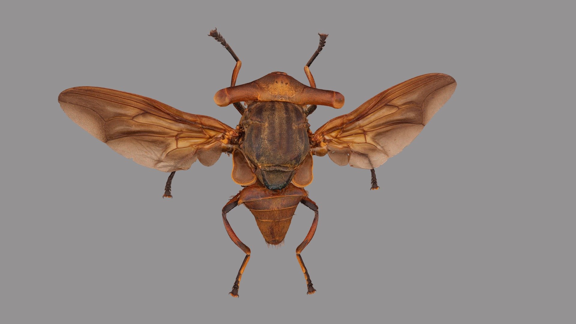 Achias sp - 3D model by VirNat [b20230f] - Sketchfab