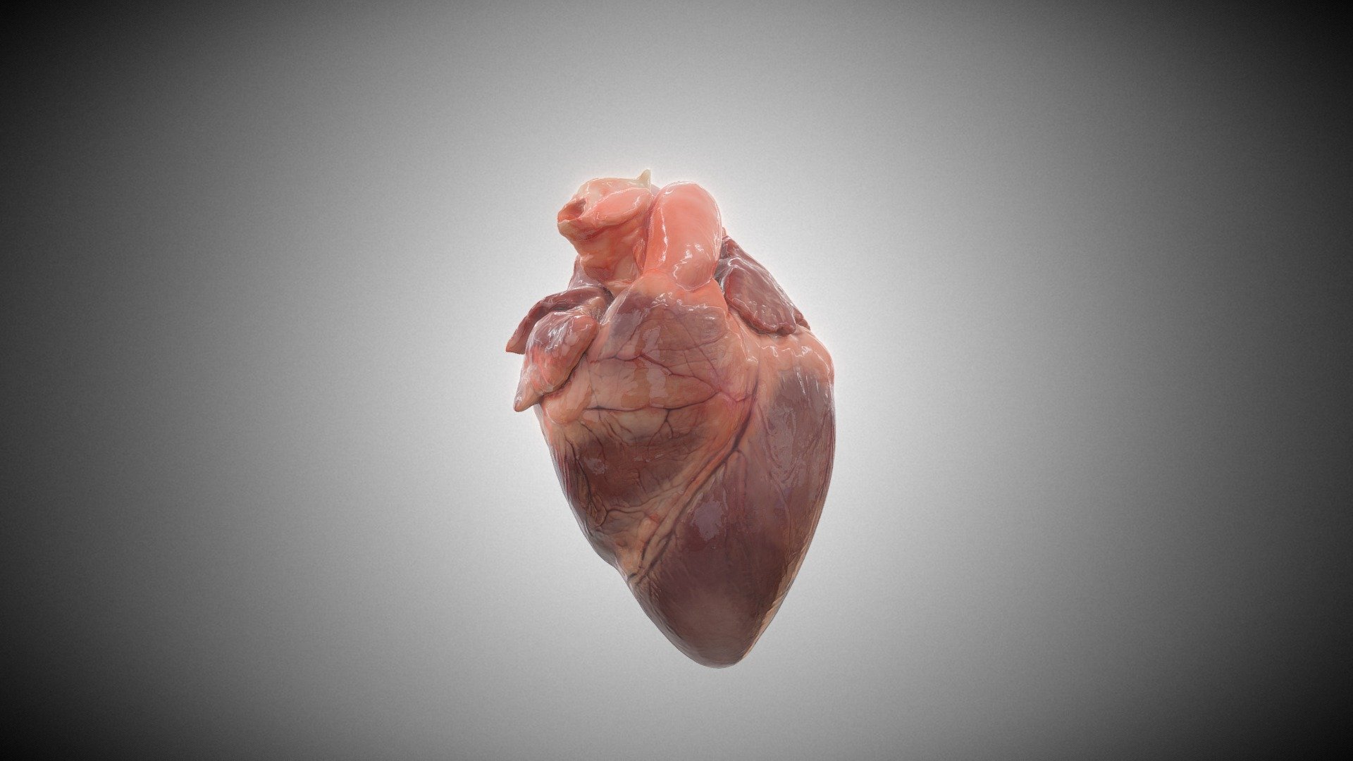 heart real - Buy Royalty Free 3D model by Frank.Zwick (@Frank_Zwick ...