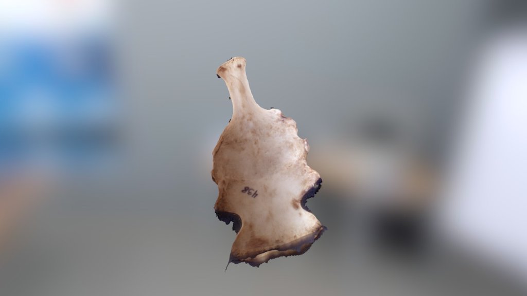 Reference Deer sternum - 3D model by msorrel [b2085a6] - Sketchfab