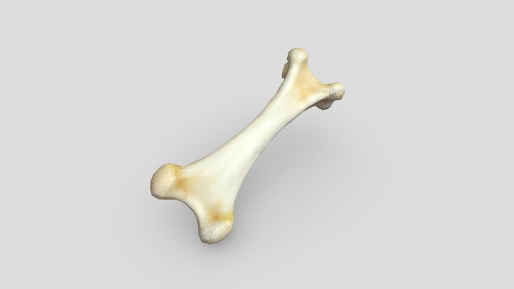 Cadaver 3D models - Sketchfab