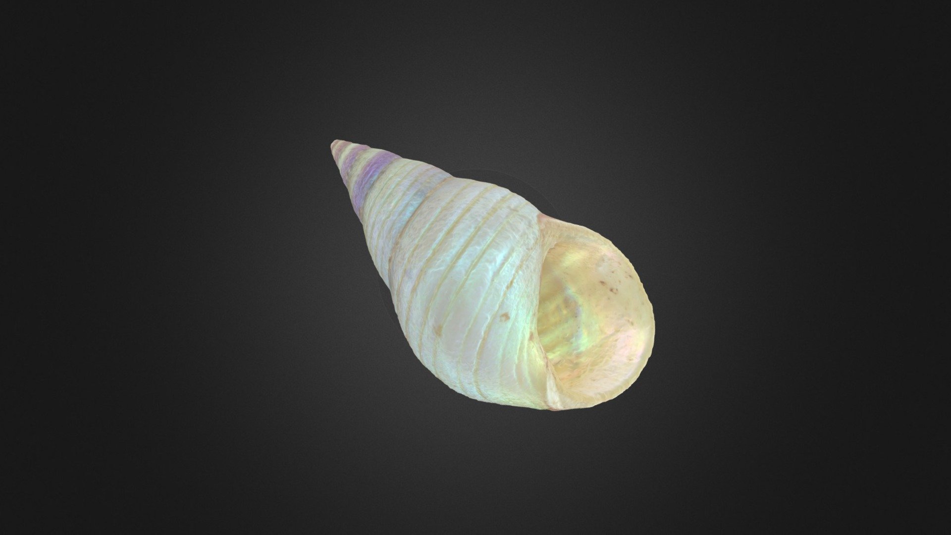 Shell_Model_1 - 3D model by DittoLabs [b214852] - Sketchfab