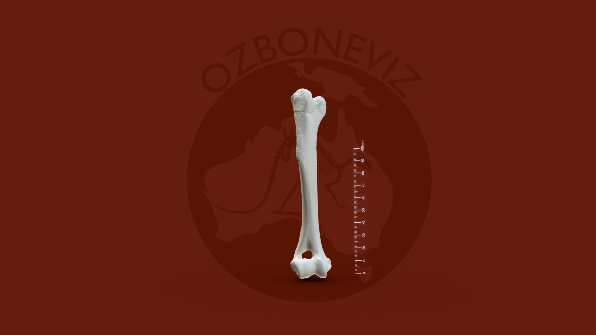 Domestic dog humerus - 3D model by Ozboneviz [b21977d] - Sketchfab