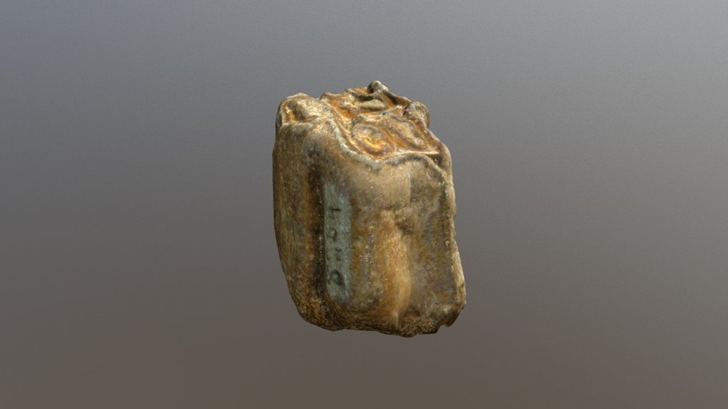USNM V 8254 Equus lambei molar (VCU_2985) - Download Free 3D model by ...