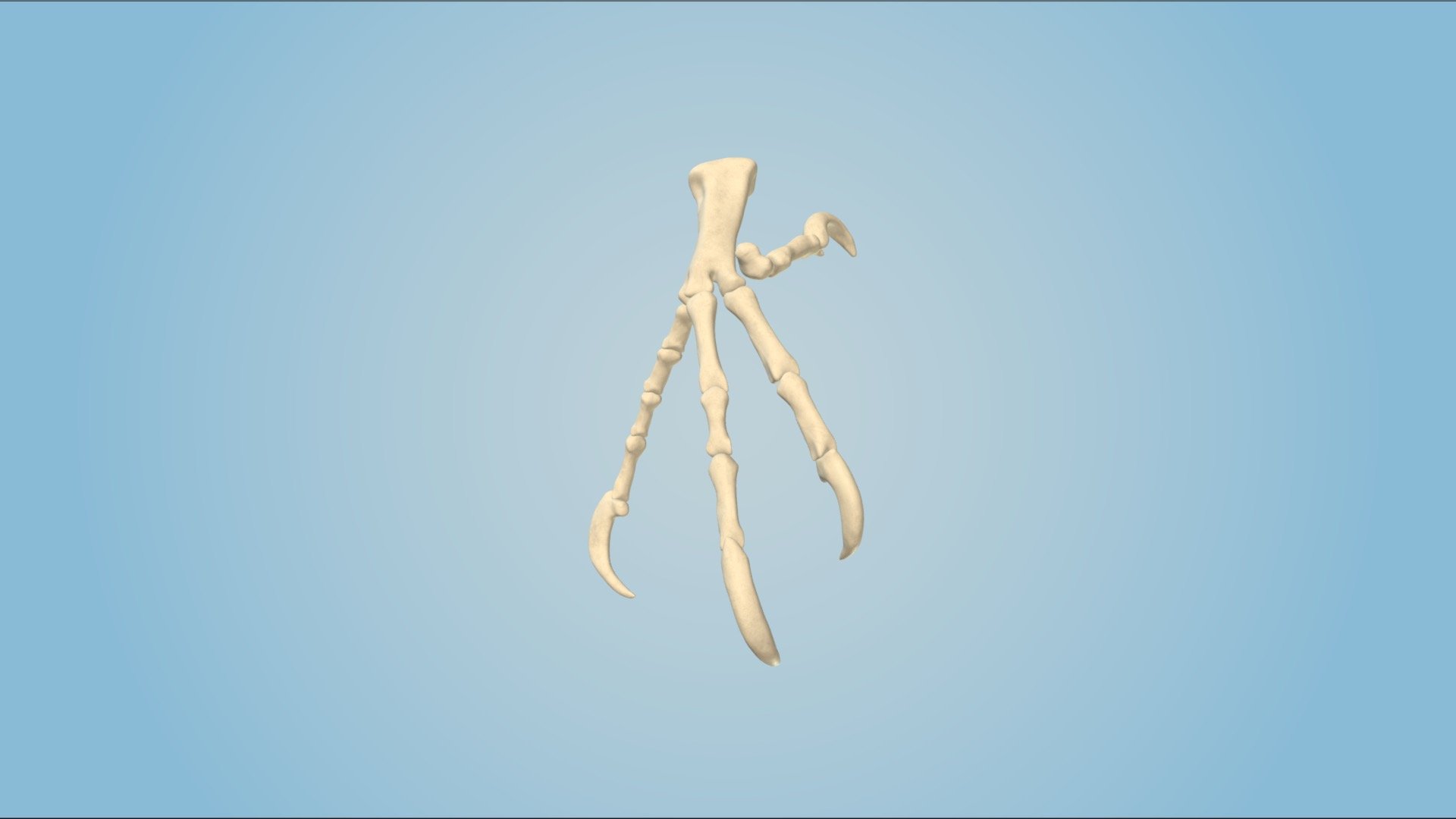 Parrot Foot - 3D model by ERC [b21db64] - Sketchfab