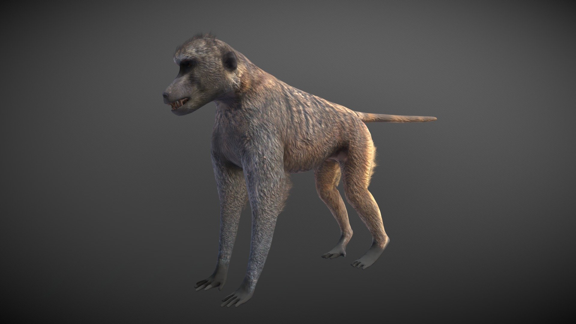 Baboon - 3D model by fatman [b21ed47] - Sketchfab
