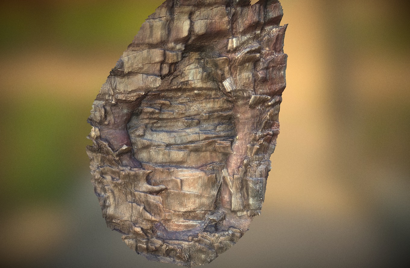 Cut Tree Raw Detail - 3D model by jeankepler [b21f8b5] - Sketchfab