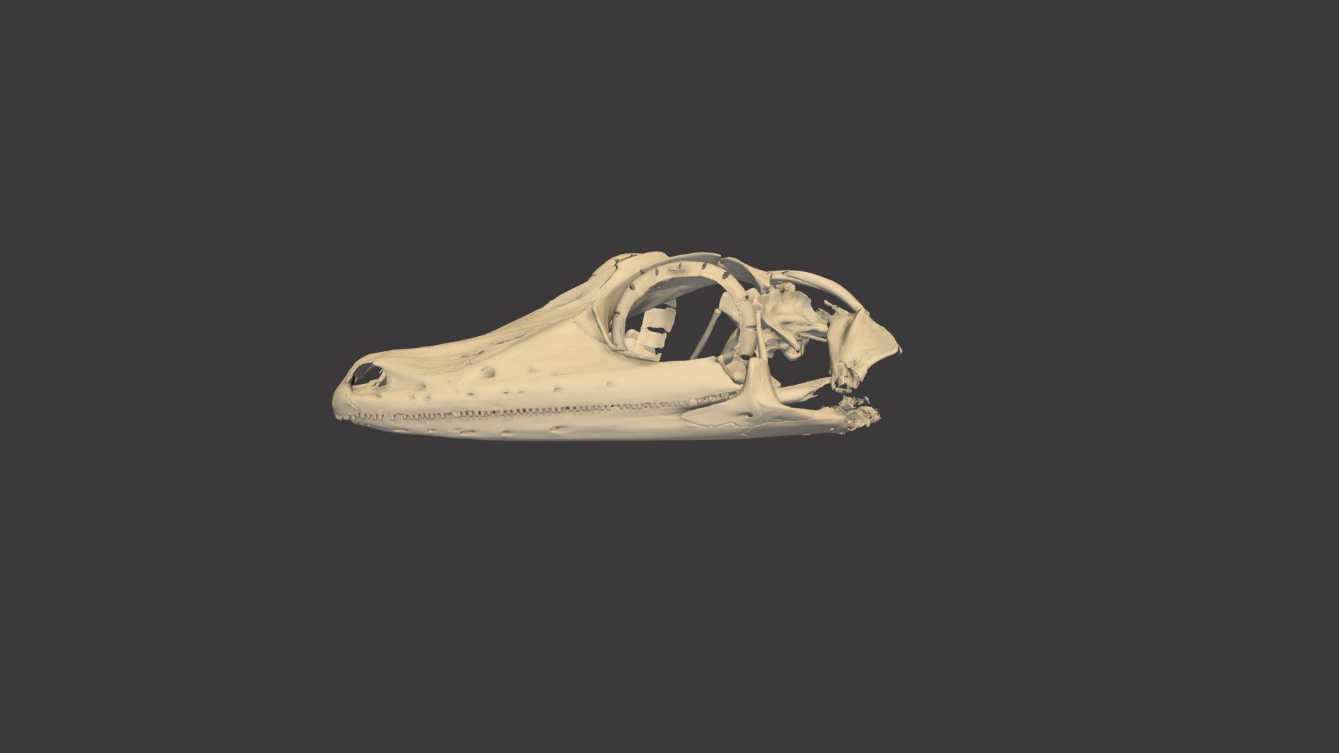 Common Flat-Tail Gecko Skull - 3D model by Blackburn Lab (@ufherps ...