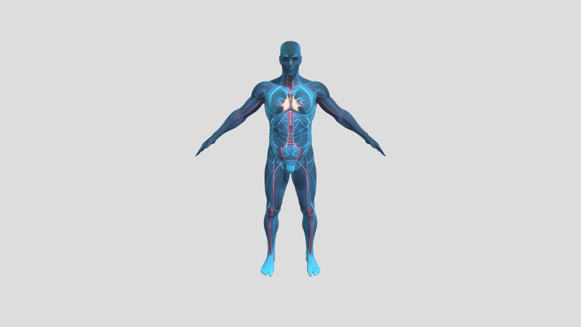 human body with visible anatomy - 3D model by laxminarayana630 [b234762 ...