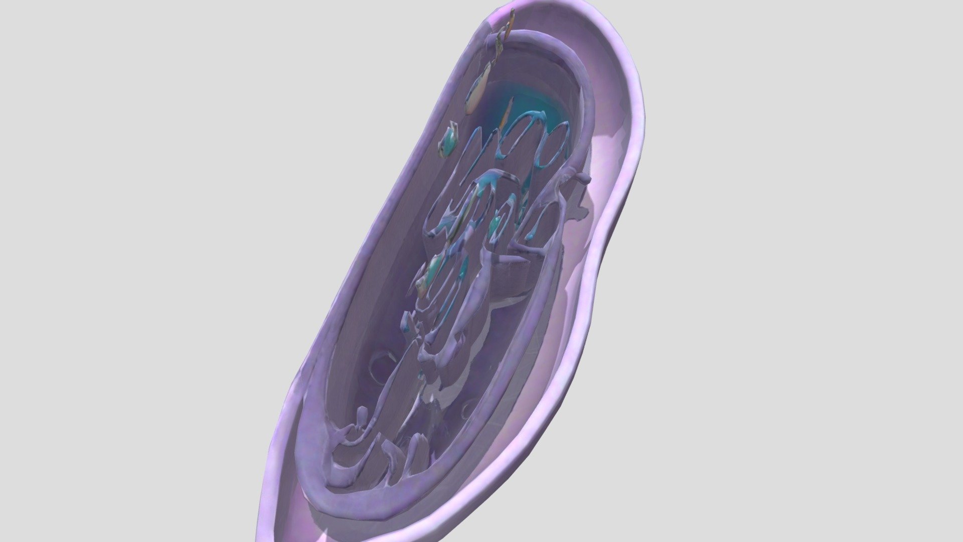 Mitochondria Illustration - 3D model by fishnotabbitc [b2369cd] - Sketchfab