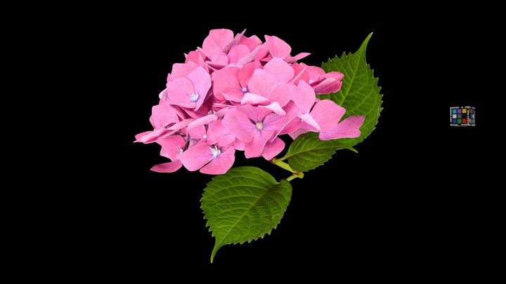 Hydrangea 3D models - Sketchfab