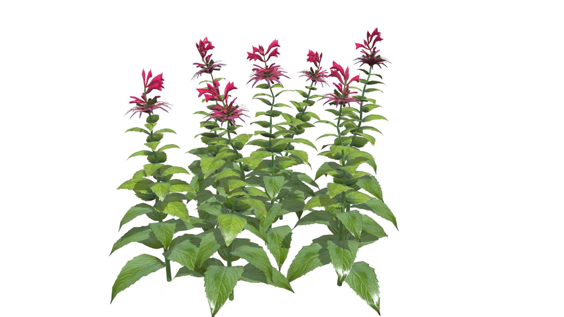 blush pink Bee Balm flower - Buy Royalty Free 3D model by hkhalif ...