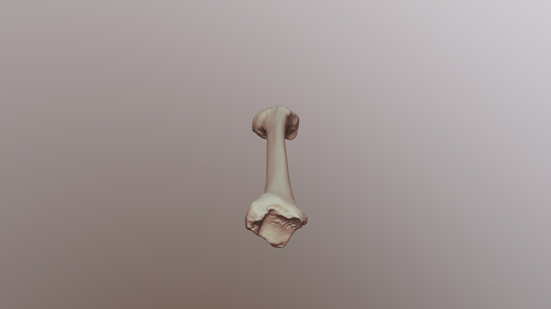 Human Tibia - 3D model by OU Libraries (@libedge) [b23e156] - Sketchfab
